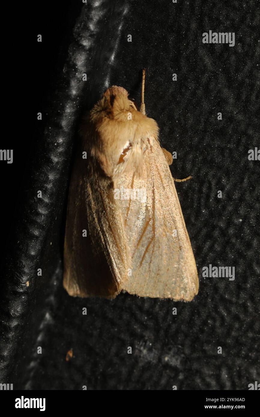 Common Wainscot (Mythimna pallens Stock Photo - Alamy