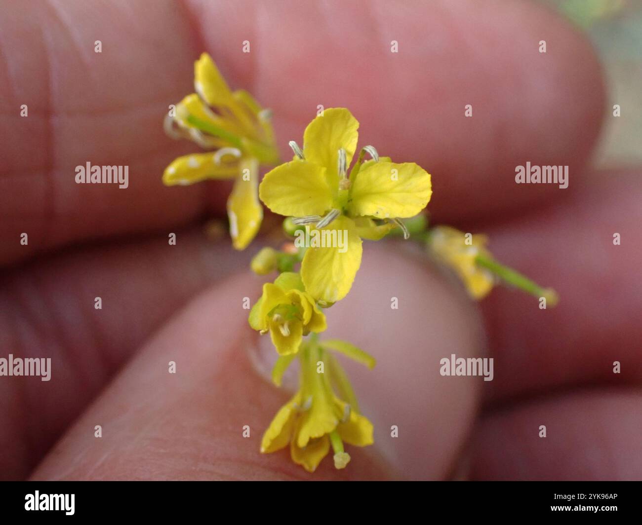 Flaxleaf hi-res stock photography and images - Alamy