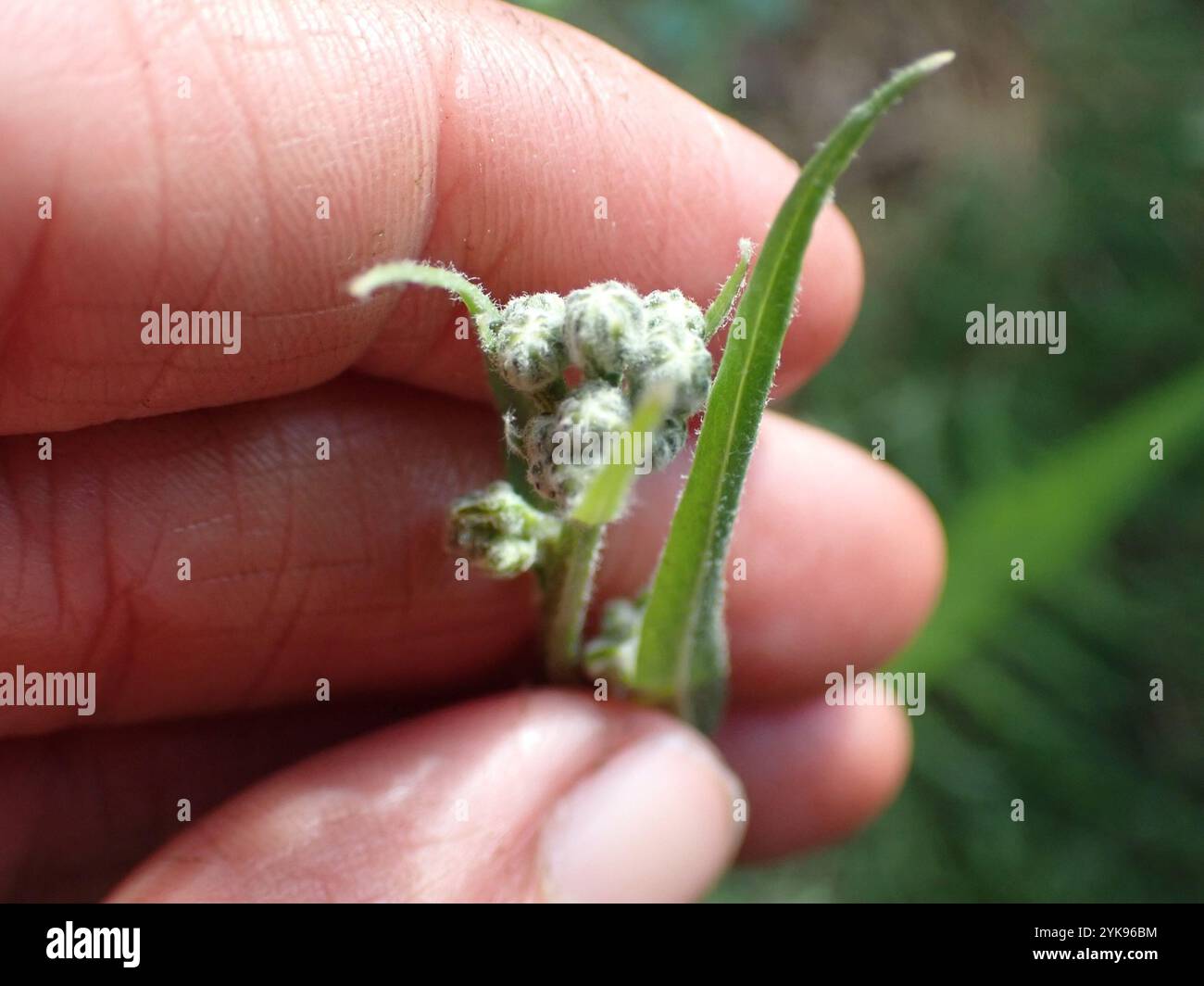 Slender Hawksbeard (Crepis atribarba Stock Photo - Alamy