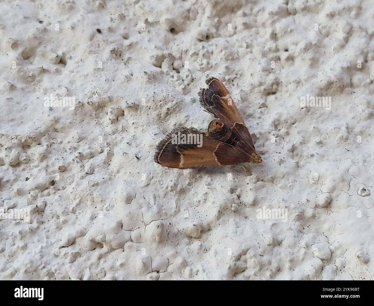 Meal moth (Pyralis farinalis Stock Photo - Alamy