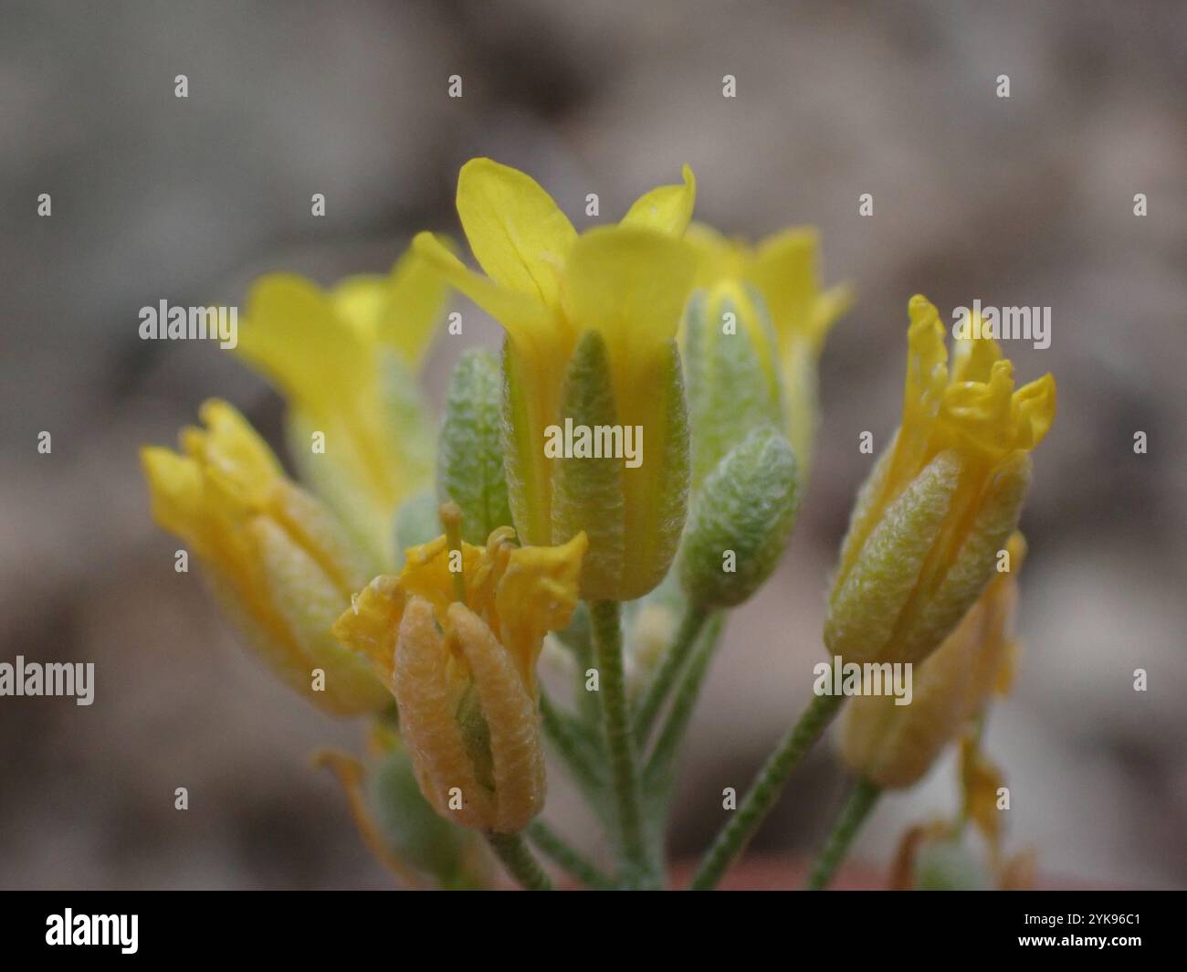Douglas' Bladderpod (Physaria douglasii Stock Photo - Alamy