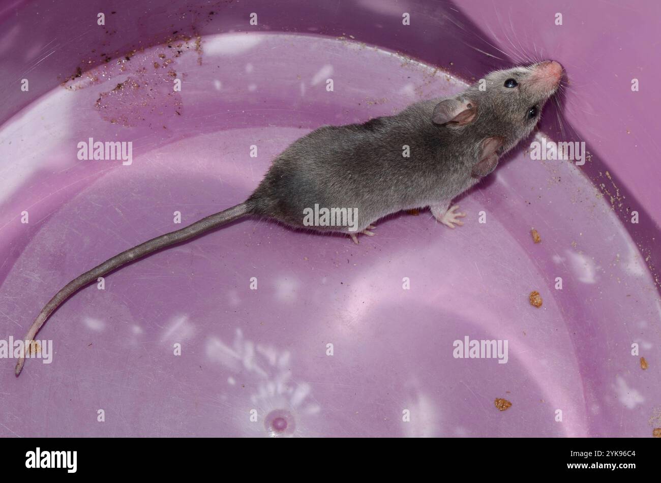Long-tailed Pouched Rat (Beamys hindei Stock Photo - Alamy