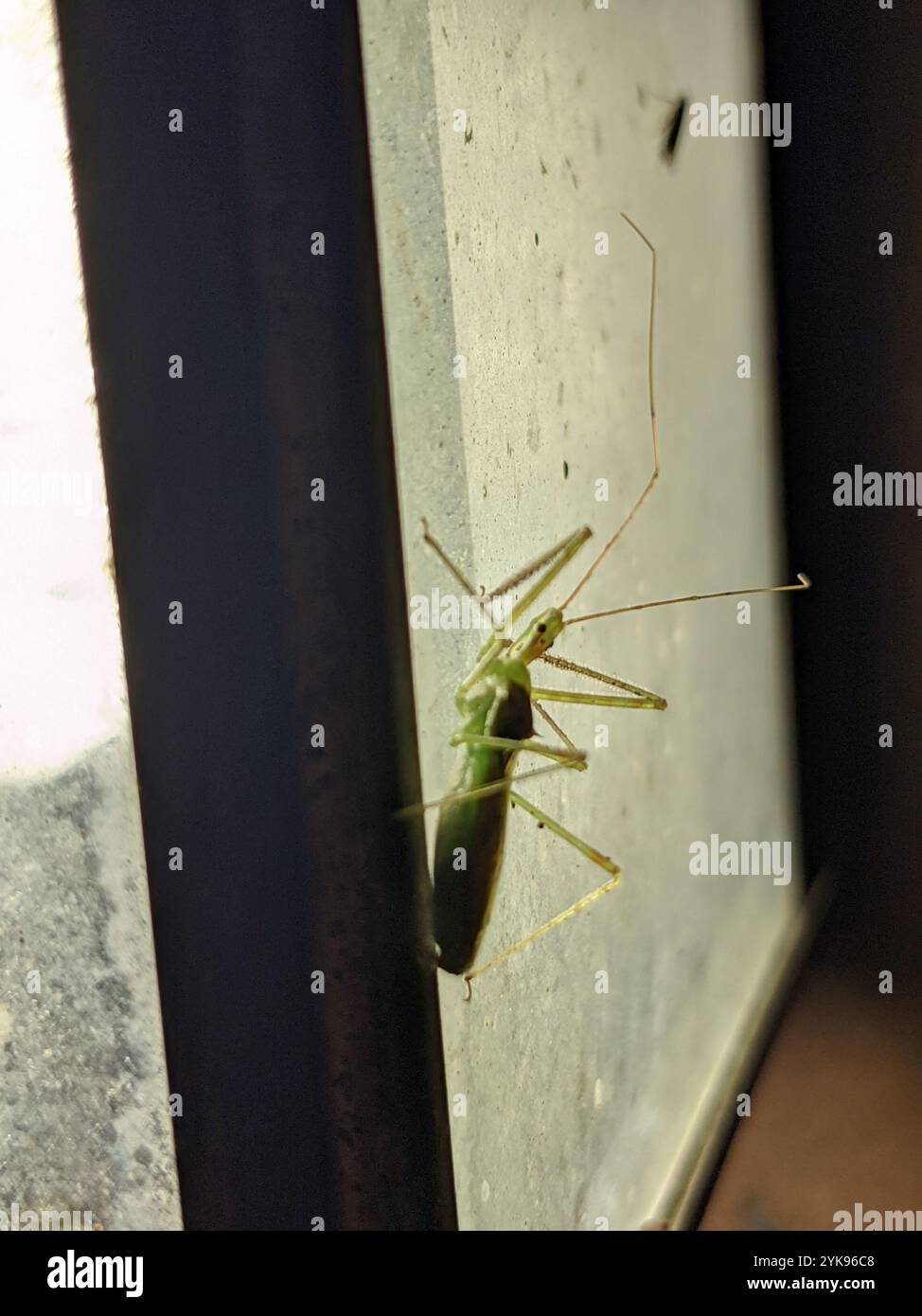 Pale green assassin bug zelus luridus hi-res stock photography and ...