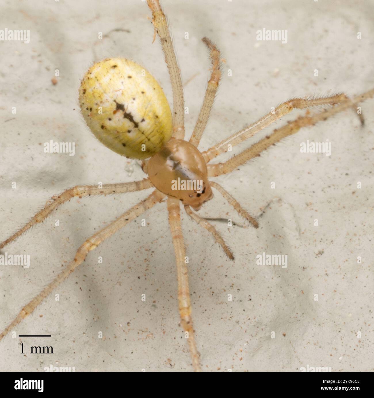 Comb-footed Spiders (Theridiidae Stock Photo - Alamy
