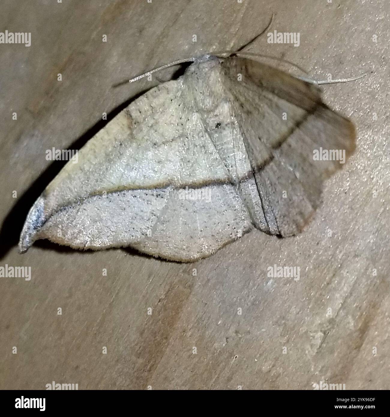 Juniper Geometer Moth (Patalene olyzonaria Stock Photo - Alamy