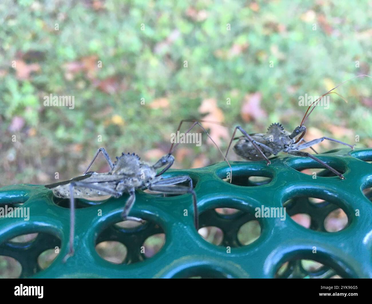 North American Wheel Bug (Arilus cristatus Stock Photo - Alamy