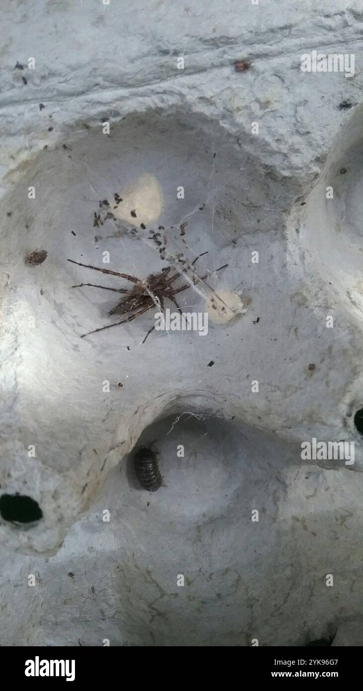 Grass Spiders (Agelenopsis Stock Photo - Alamy