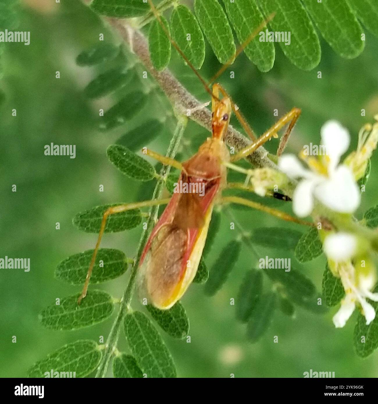 Leafhopper Assassin Bug (Zelus renardii Stock Photo - Alamy