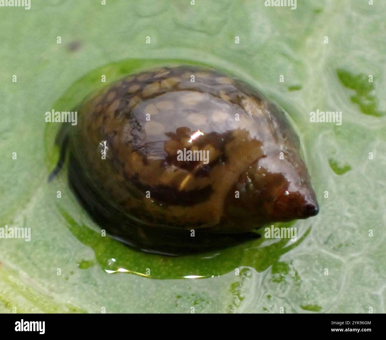 Bladder snail hi-res stock photography and images - Alamy