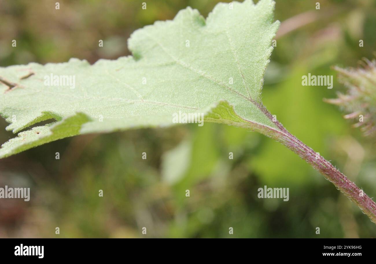 common cocklebur (Xanthium orientale Stock Photo - Alamy