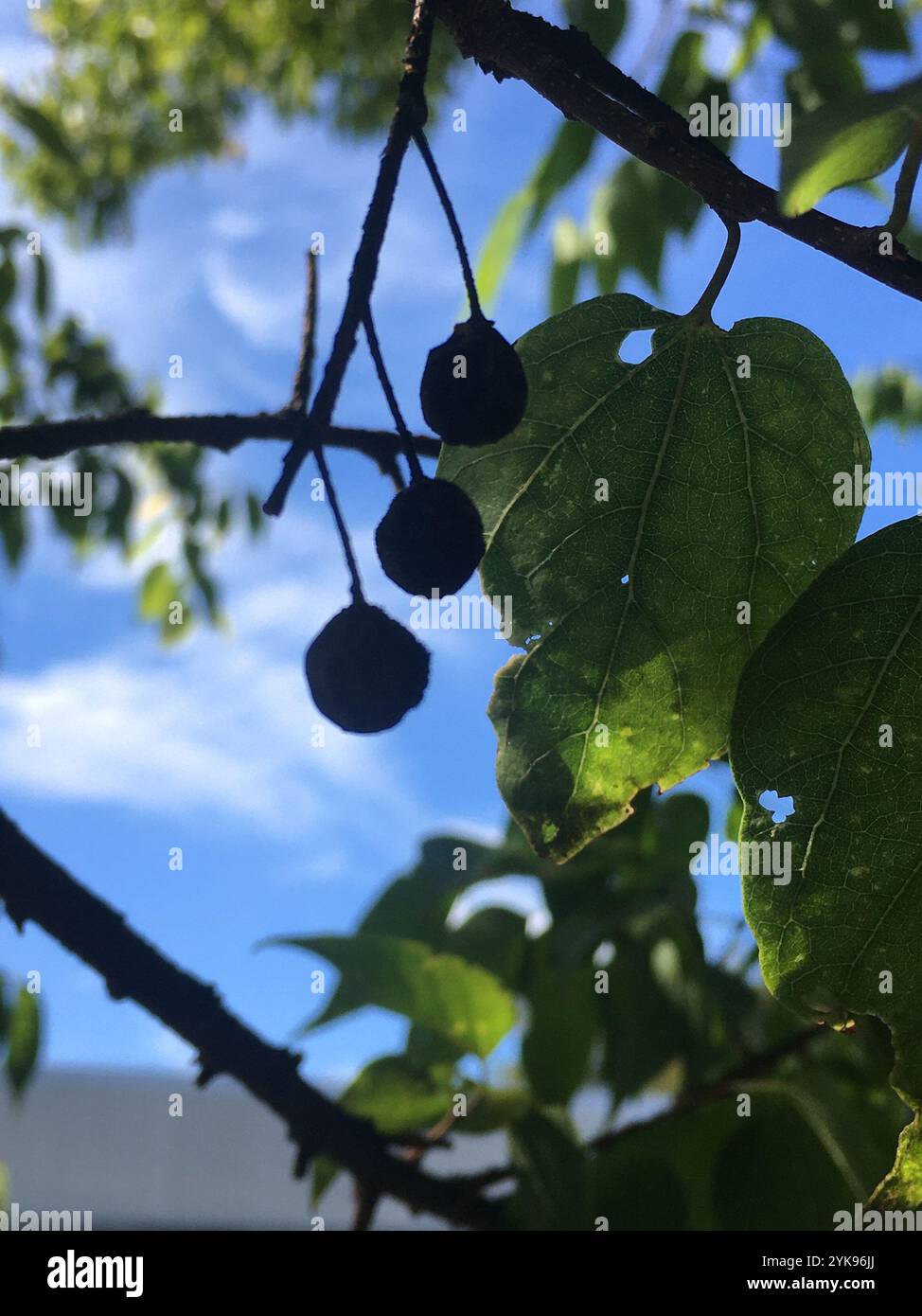 sugar hackberry (Celtis laevigata Stock Photo - Alamy