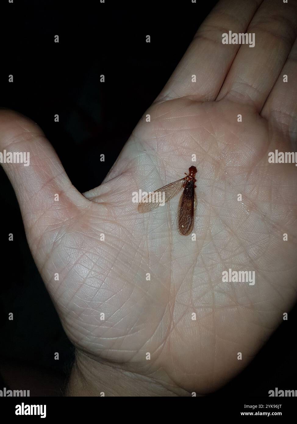 Pacific Dampwood Termite (Zootermopsis angusticollis Stock Photo - Alamy