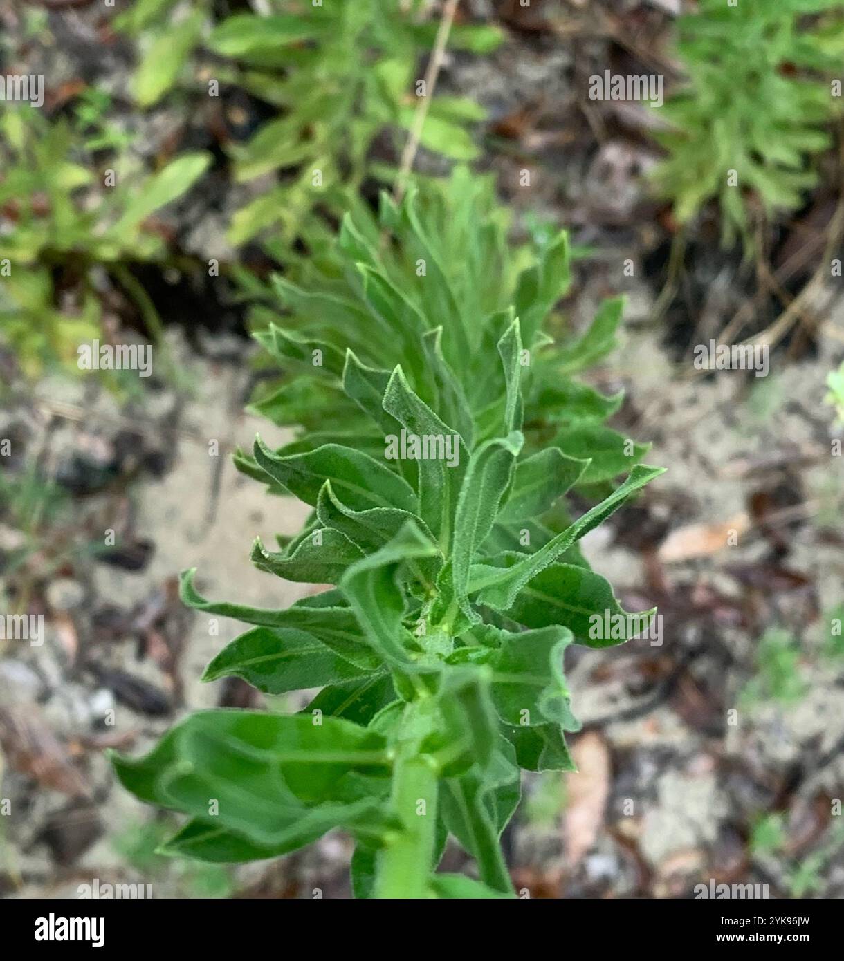 Coastalplain Goldenaster (Chrysopsis scabrella Stock Photo - Alamy