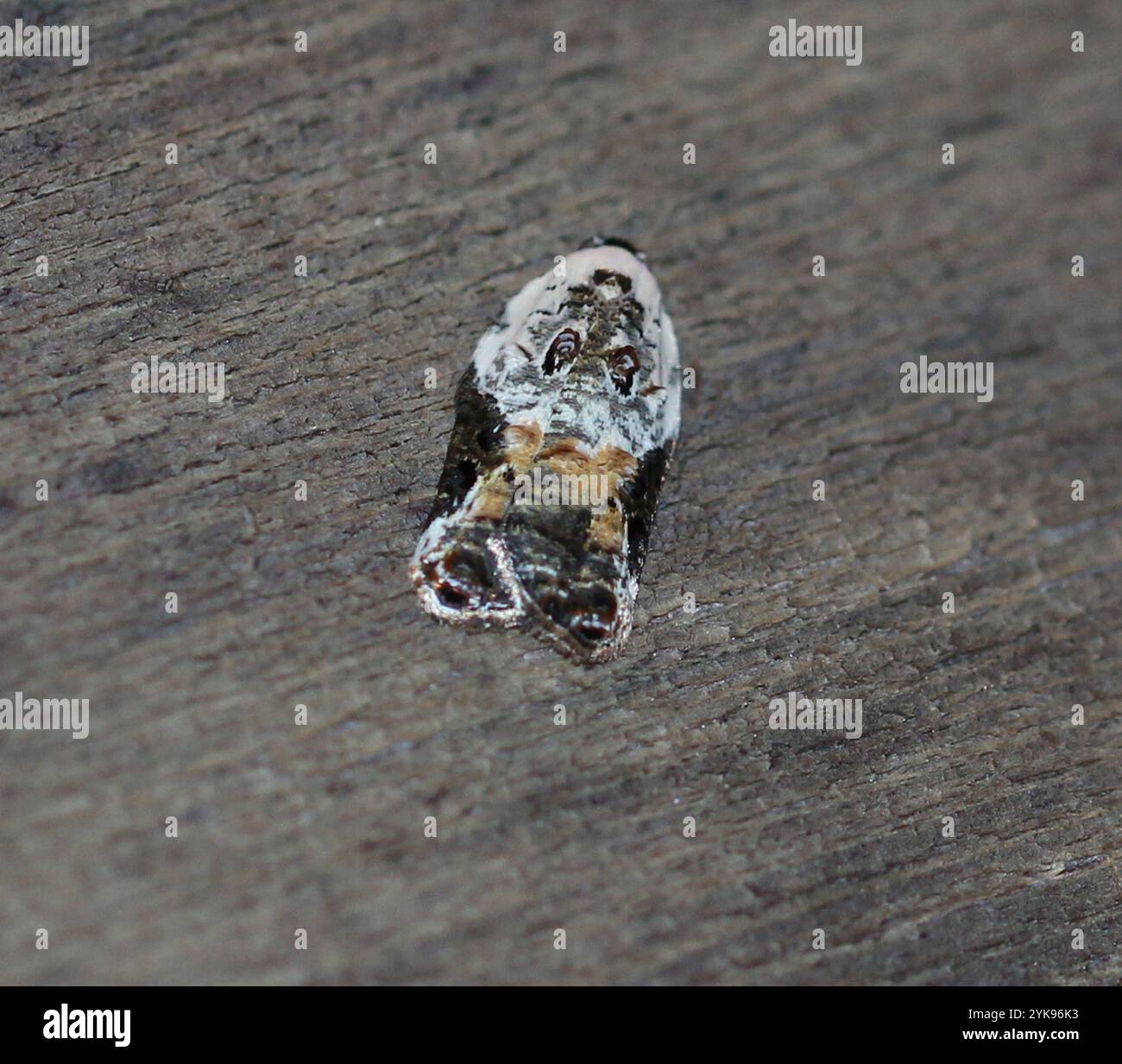 Snowy-shouldered Acleris Moth (Acleris nivisellana Stock Photo - Alamy