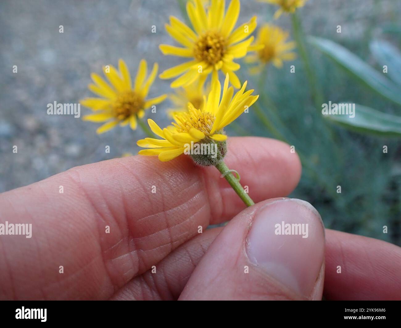 Desert Yellow Fleabane (Erigeron linearis Stock Photo - Alamy