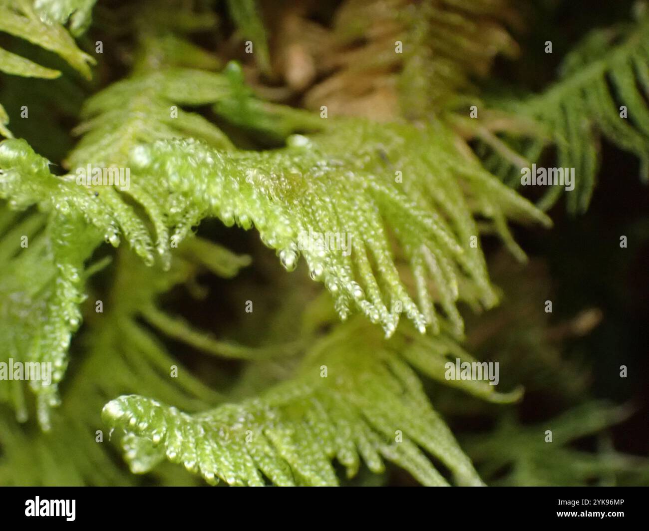 Ostrich-plume Moss (Ptilium crista-castrensis Stock Photo - Alamy