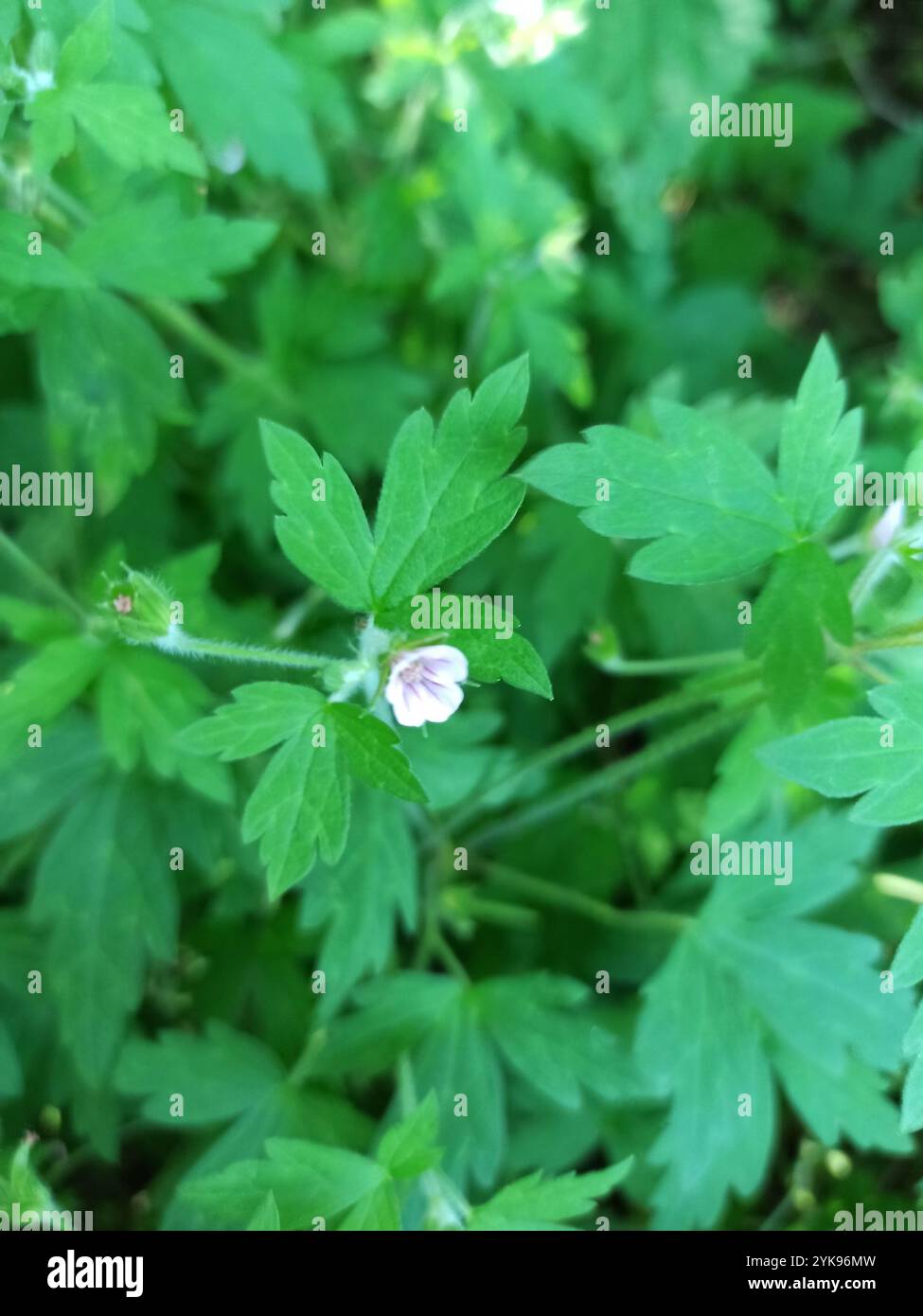 Siberian Crane's-bill (Geranium sibiricum Stock Photo - Alamy