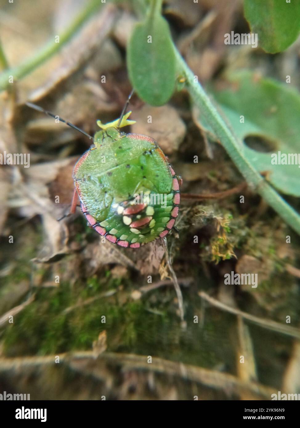 Southern Green Stink Bug (Nezara viridula Stock Photo - Alamy