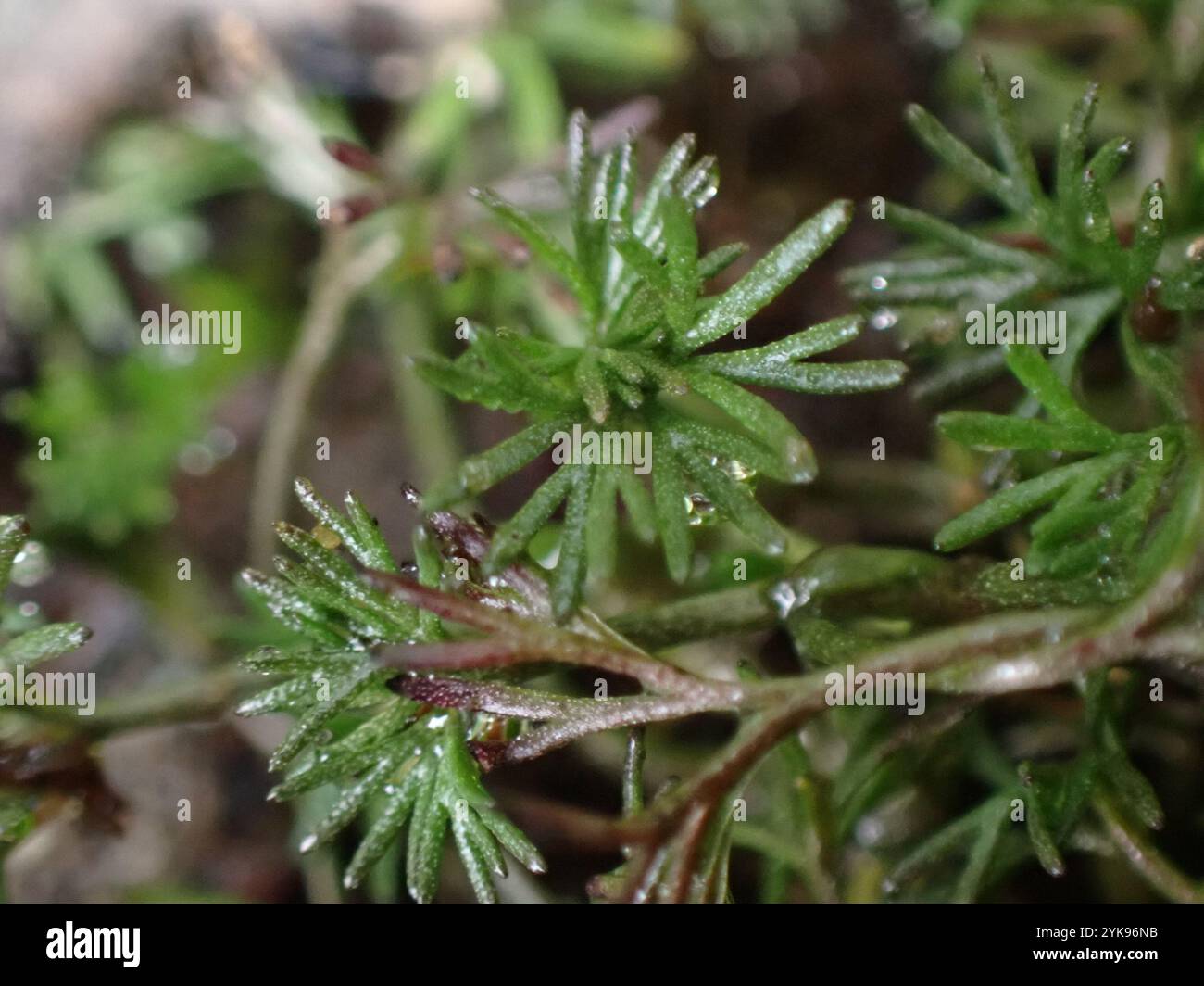 Thread-leaved Water-crowfoot (Ranunculus trichophyllus Stock Photo - Alamy