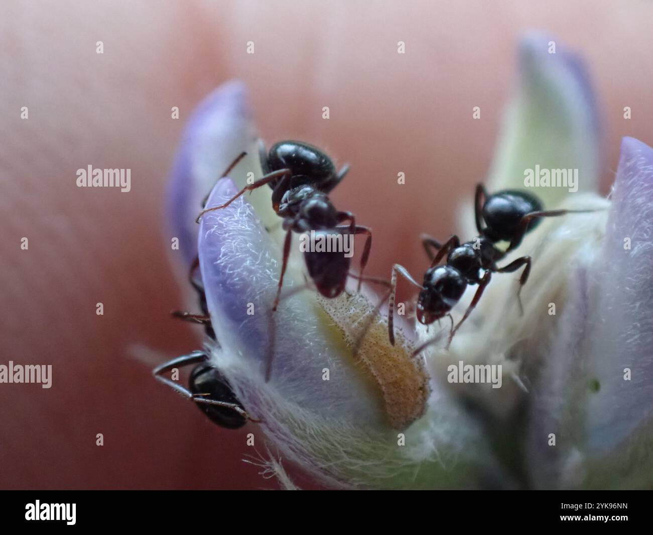 Neogagates-group Field Ants (Formica neogagates Stock Photo - Alamy