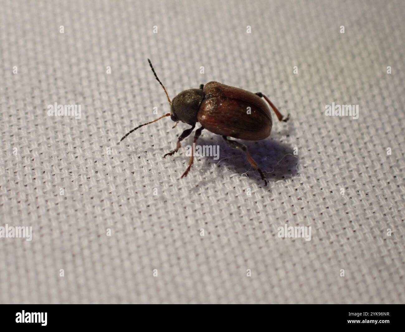 Western Grape Rootworm (Bromius obscurus Stock Photo - Alamy