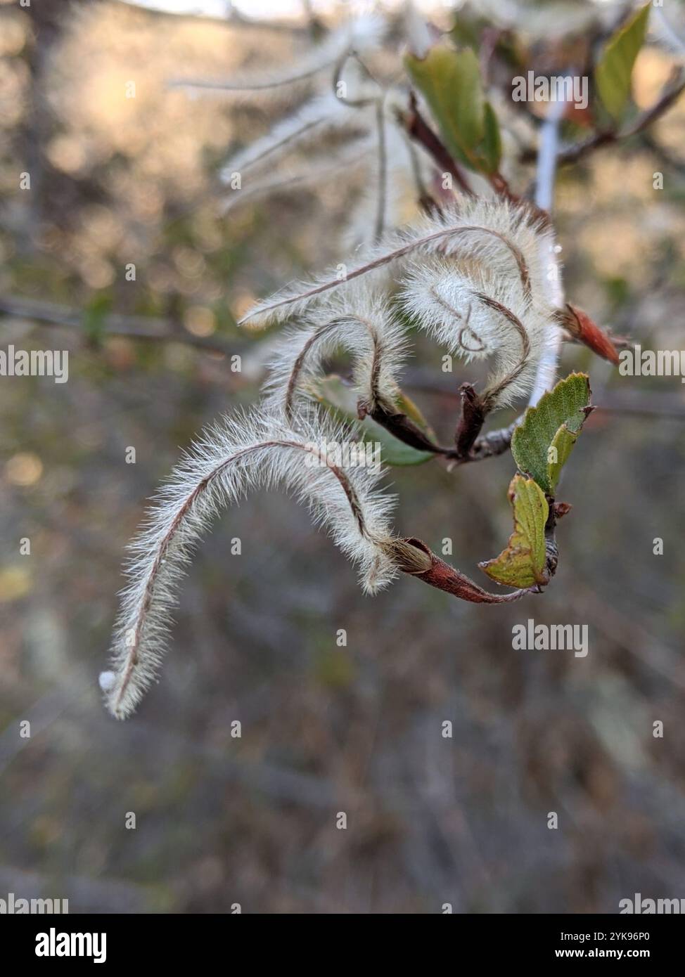 Birchleaf Mountain Mahogany (Cercocarpus betuloides Stock Photo - Alamy