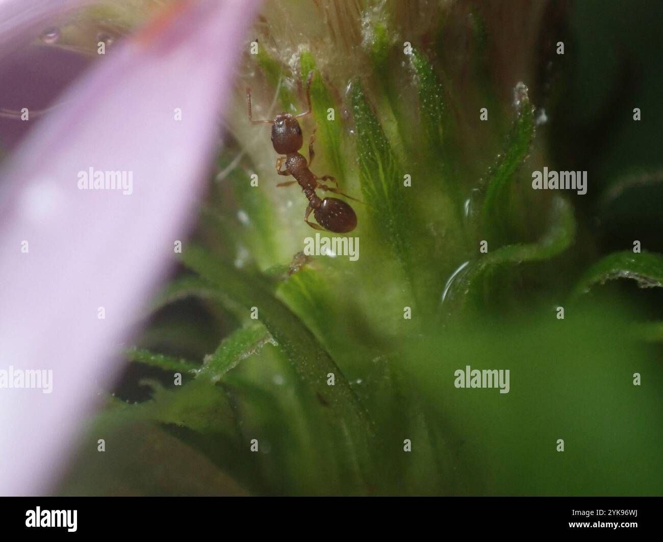 Acorn Ants and Allies (Temnothorax Stock Photo - Alamy