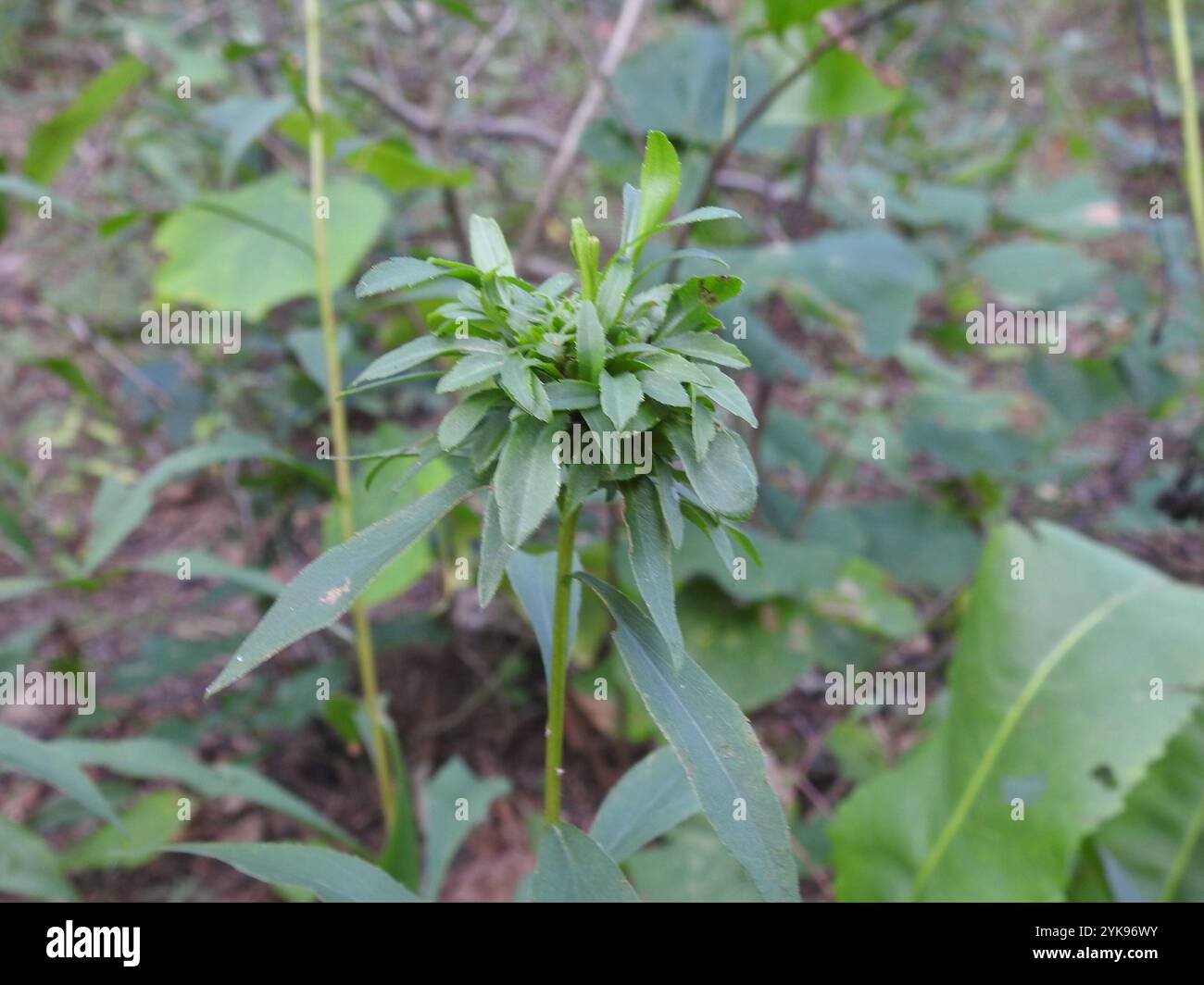 nun midge (Asphondylia monacha Stock Photo - Alamy