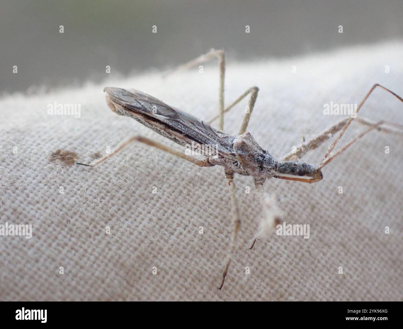 Four-spurred Assassin Bug (Zelus tetracanthus Stock Photo - Alamy Four-spurred Assassin Bug (Zelus tetracanthus Stock Photo - Alamy