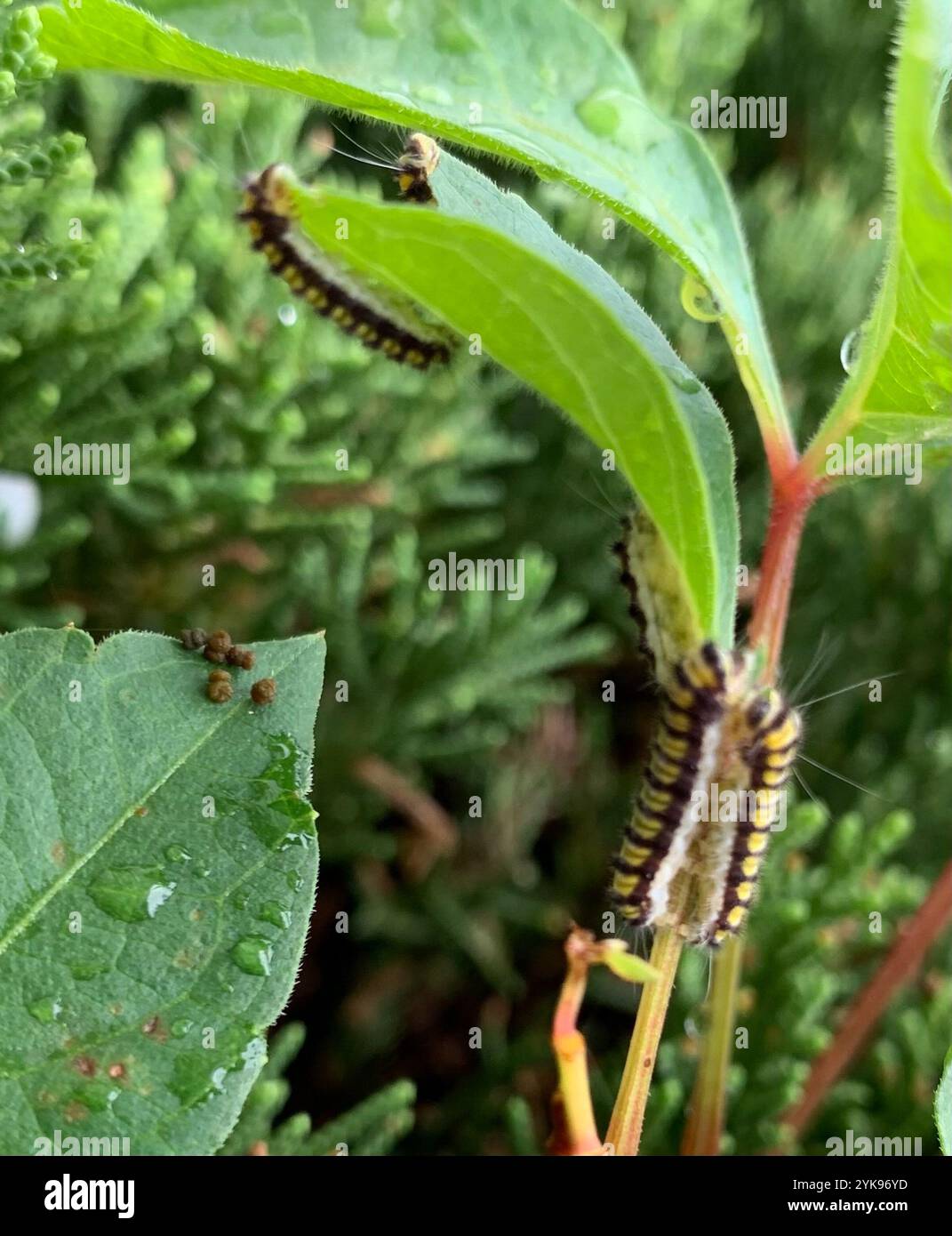 Grapeleaf Skeletonizer Moth (Harrisina americana Stock Photo - Alamy