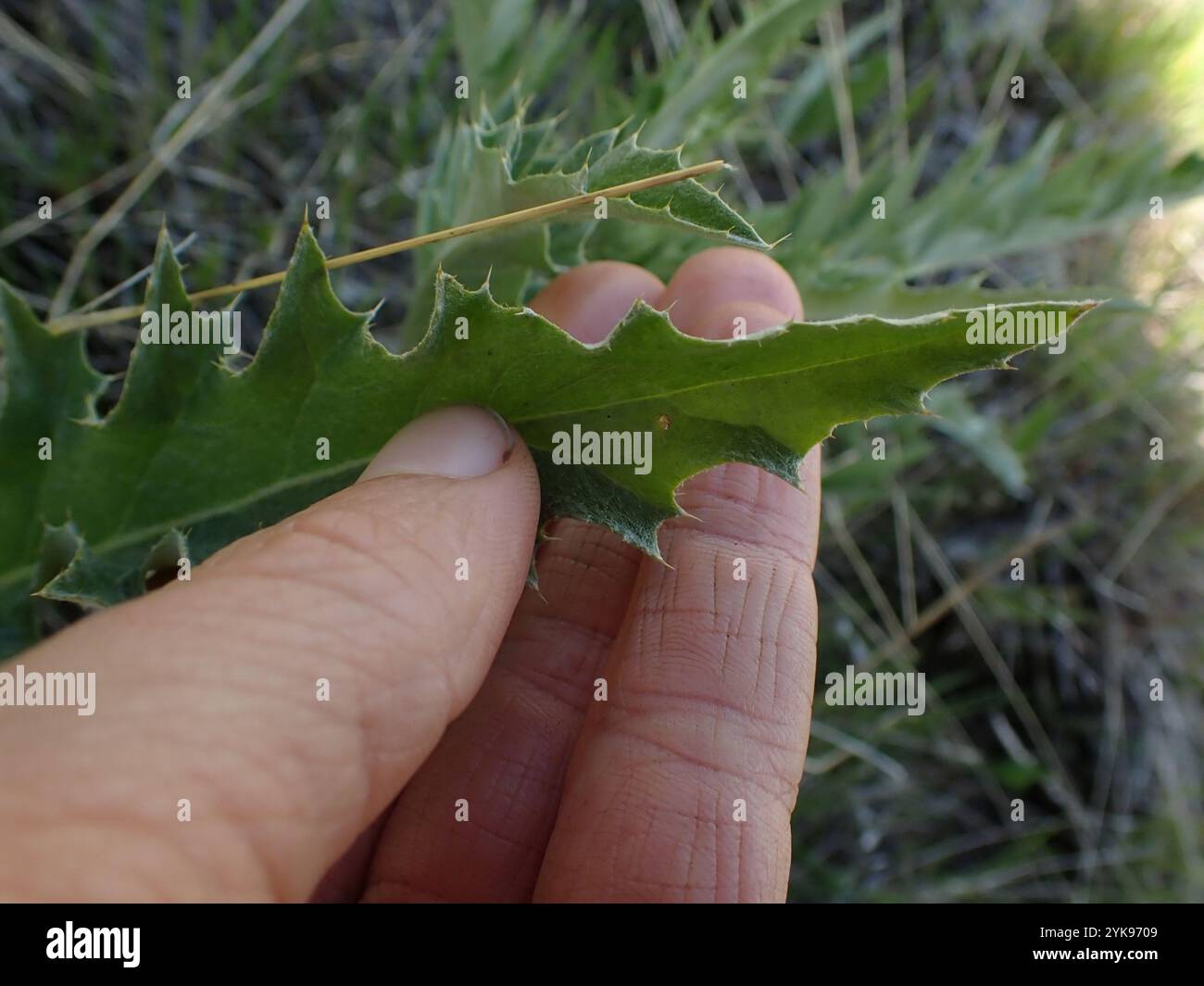 wavyleaf thistle (Cirsium undulatum Stock Photo - Alamy