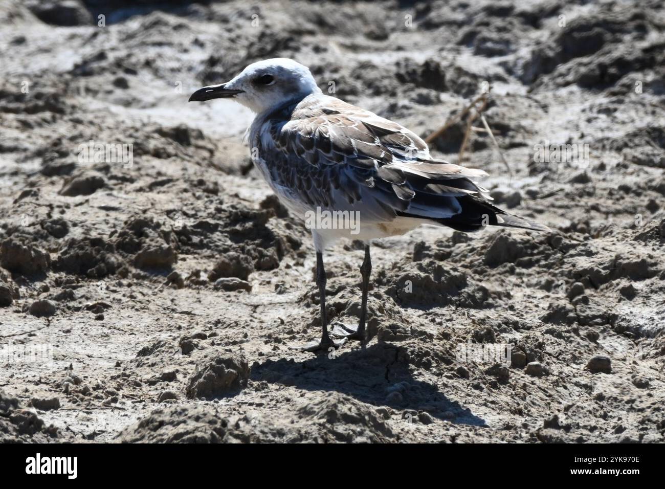 Mediterranean Gull (Ichthyaetus melanocephalus Stock Photo - Alamy