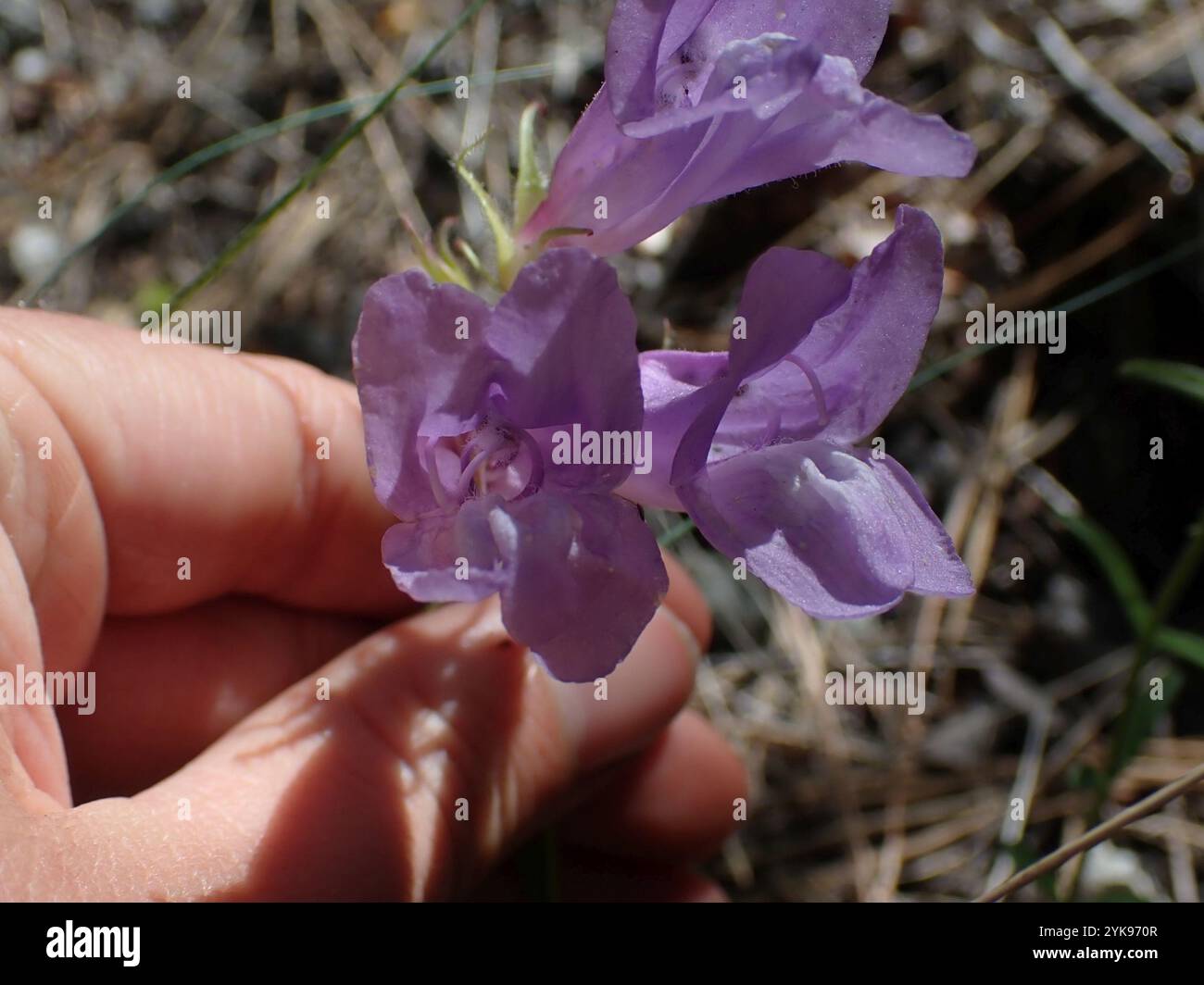 Bush Penstemon (Penstemon fruticosus Stock Photo - Alamy