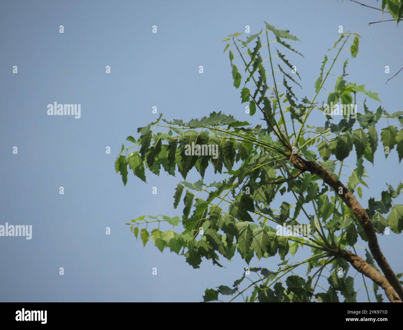 ardusi (Ailanthus excelsa Stock Photo - Alamy