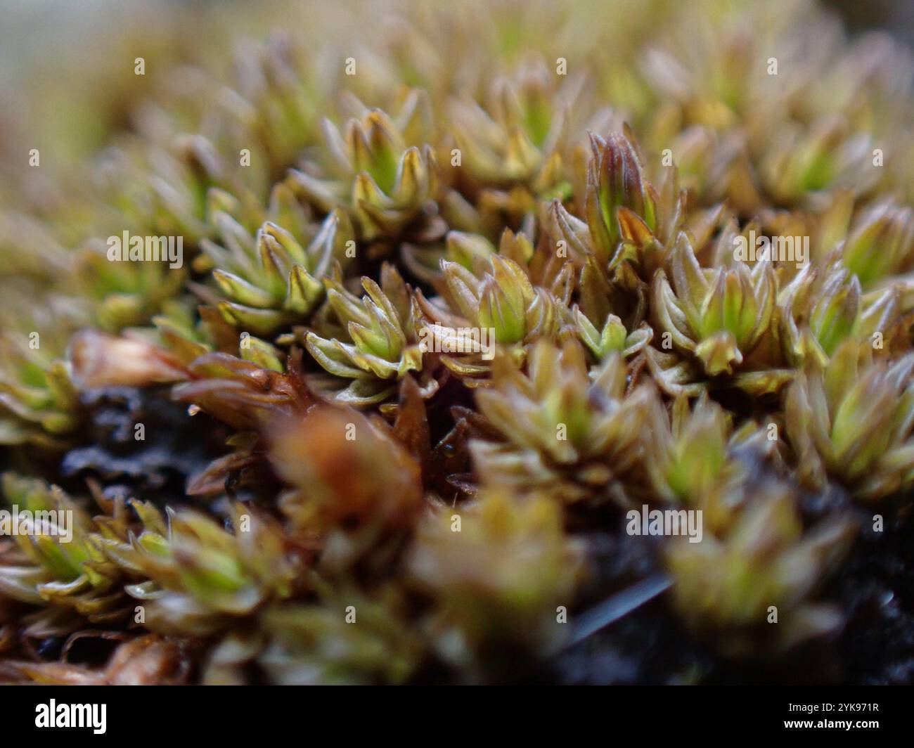 Hooded Bristle-moss (Orthotrichum cupulatum Stock Photo - Alamy