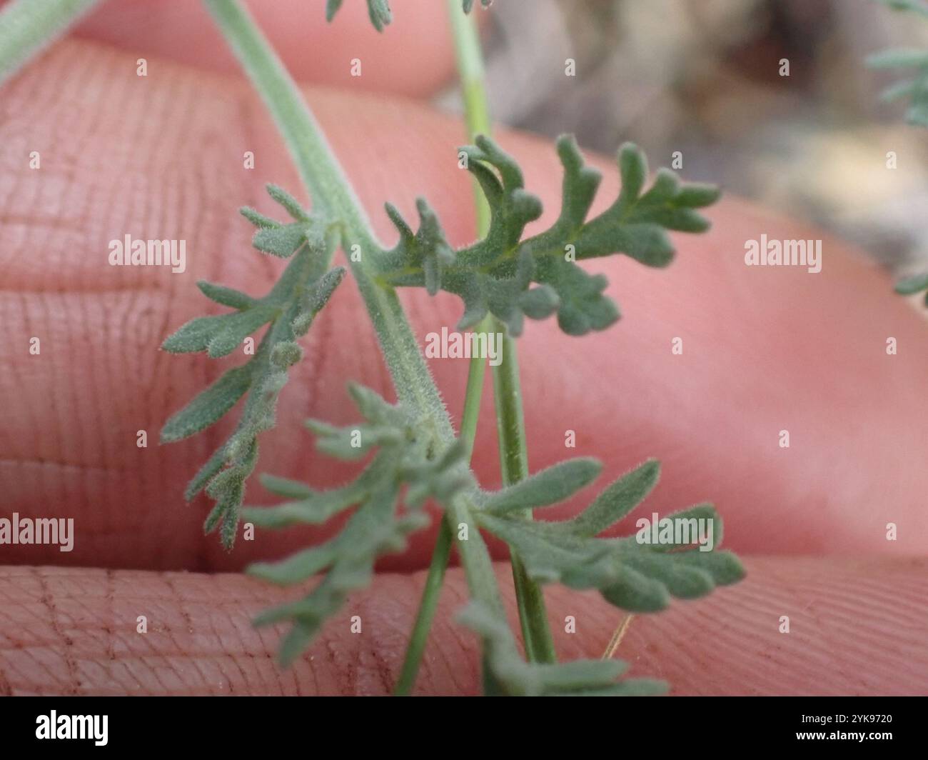 Bigseed hi-res stock photography and images - Alamy