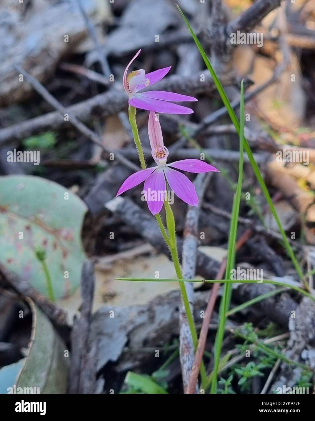 Pink Lady Fingers (Caladenia carnea Stock Photo - Alamy