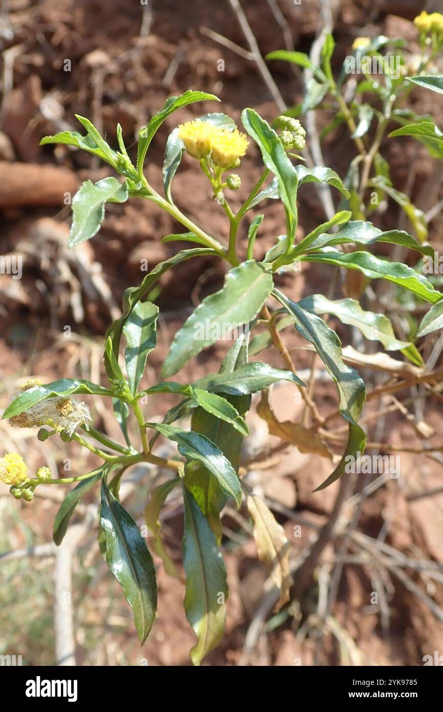 Sticky Psiadia (Psiadia punctulata Stock Photo - Alamy