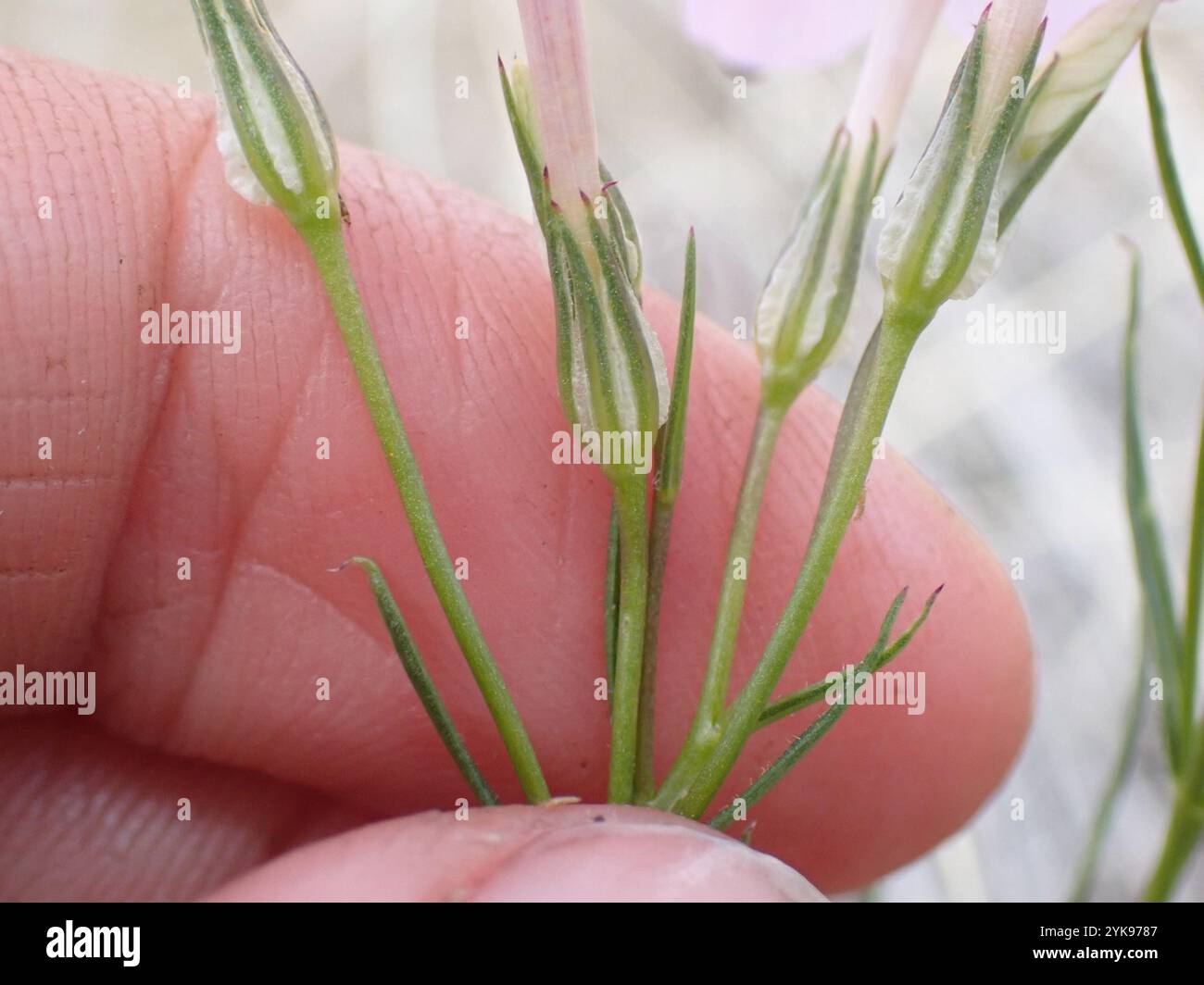 Longleaf Phlox (Phlox longifolia Stock Photo - Alamy