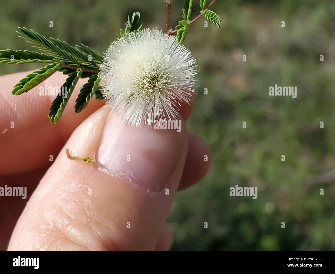 Acacia angustissima hi-res stock photography and images - Alamy