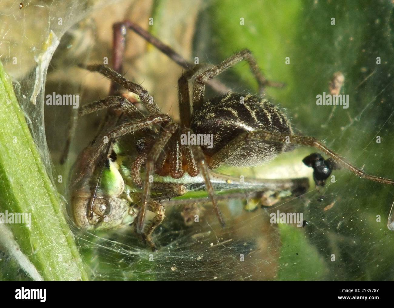 Labyrinth spider (Agelena labyrinthica Stock Photo - Alamy