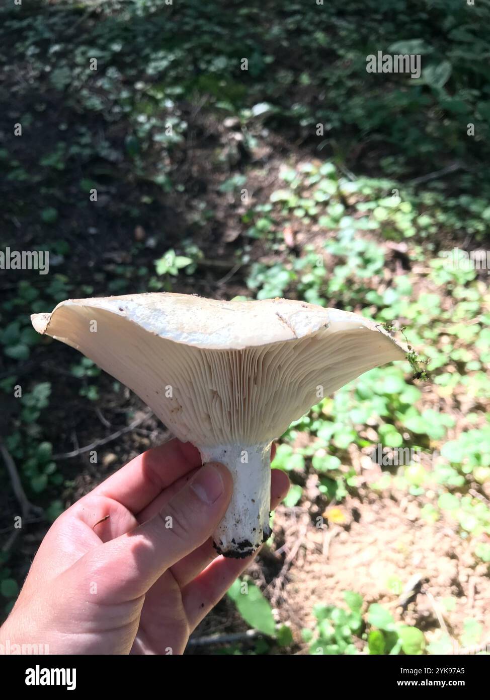 milk-white brittlegill (Russula delica Stock Photo - Alamy