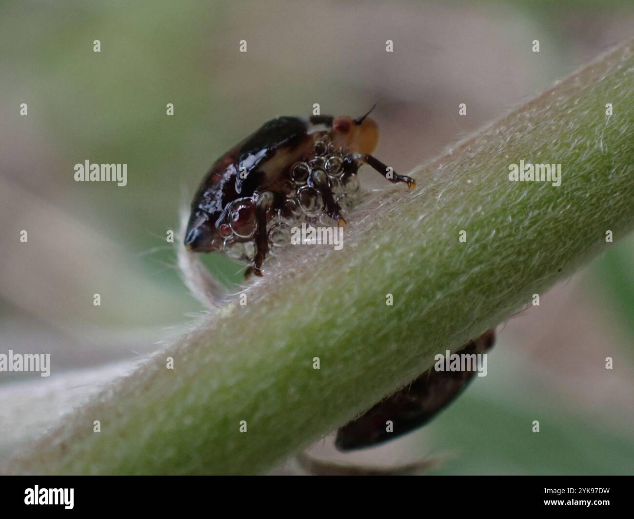True Spittlebugs (Aphrophoridae Stock Photo - Alamy