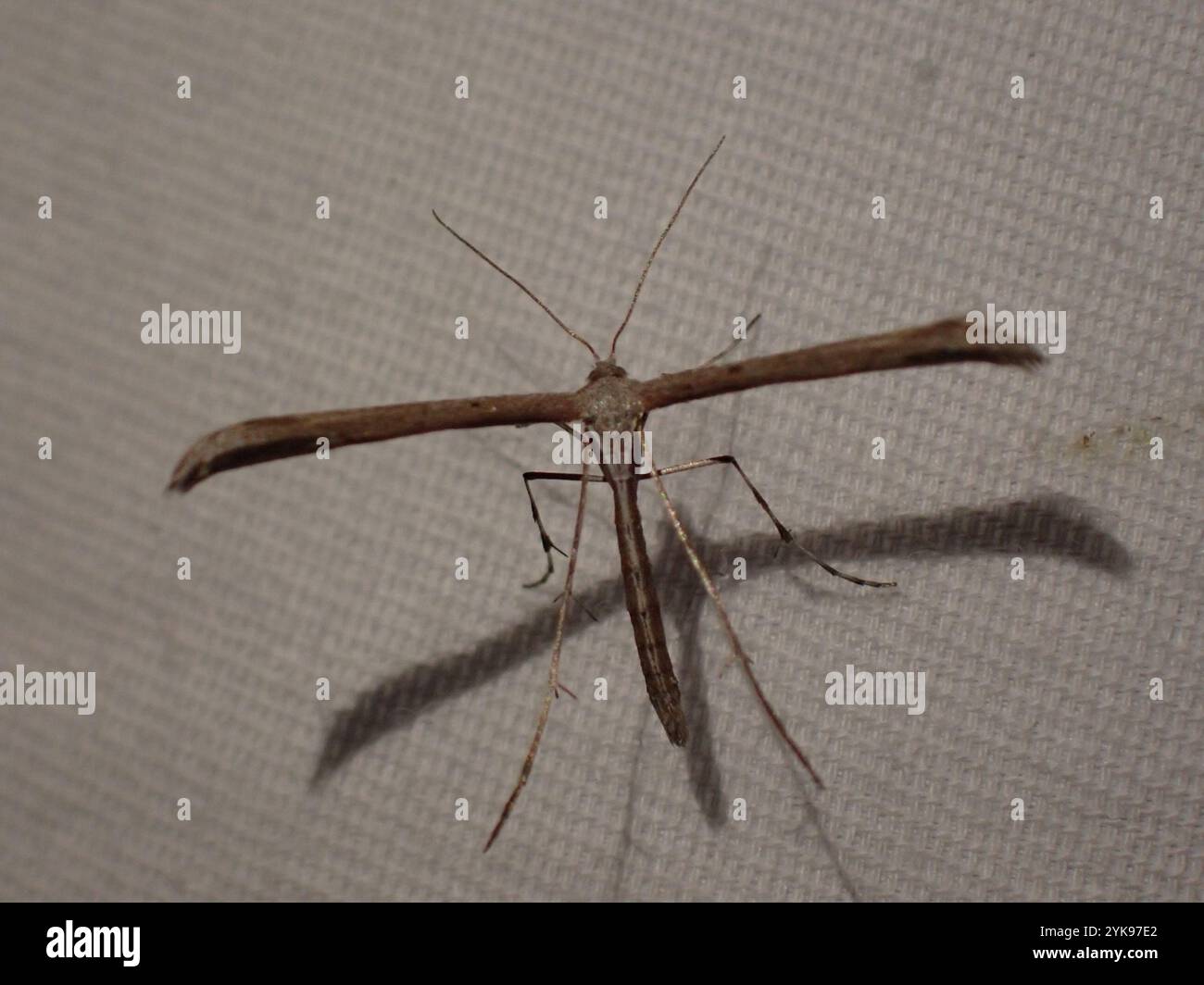 Plume Moths (Pterophoridae Stock Photo - Alamy