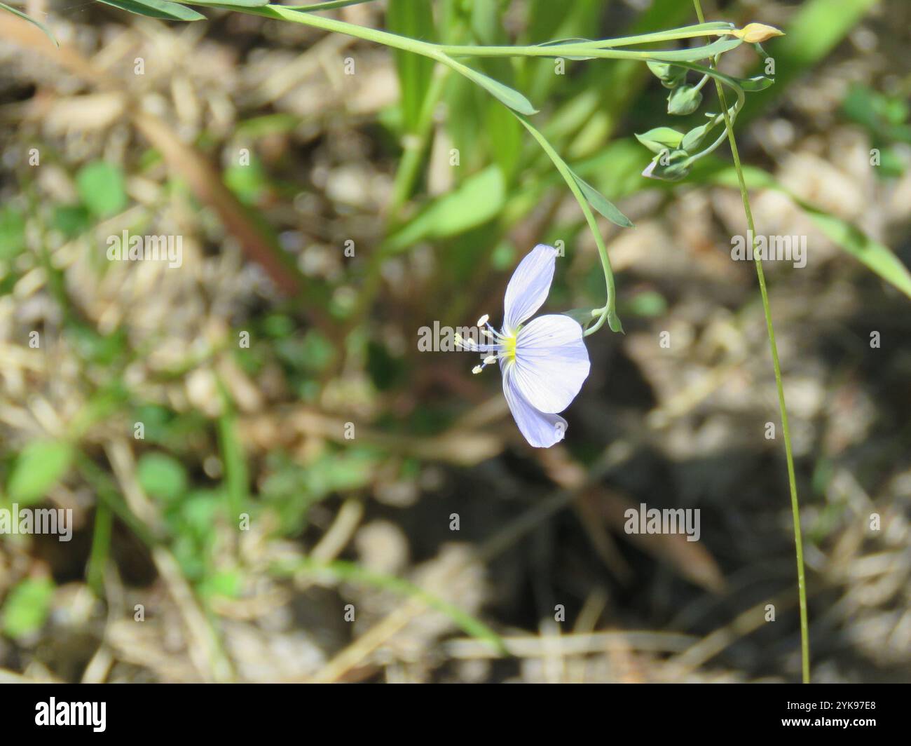 Lewis flax (Linum lewisii Stock Photo - Alamy