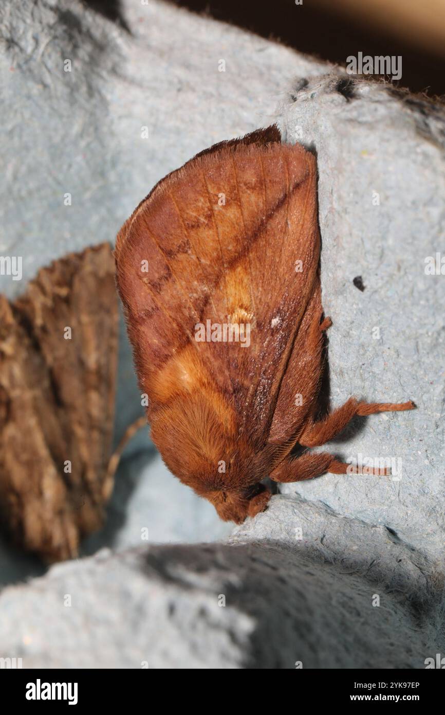 Drinker Moth (Euthrix potatoria Stock Photo - Alamy
