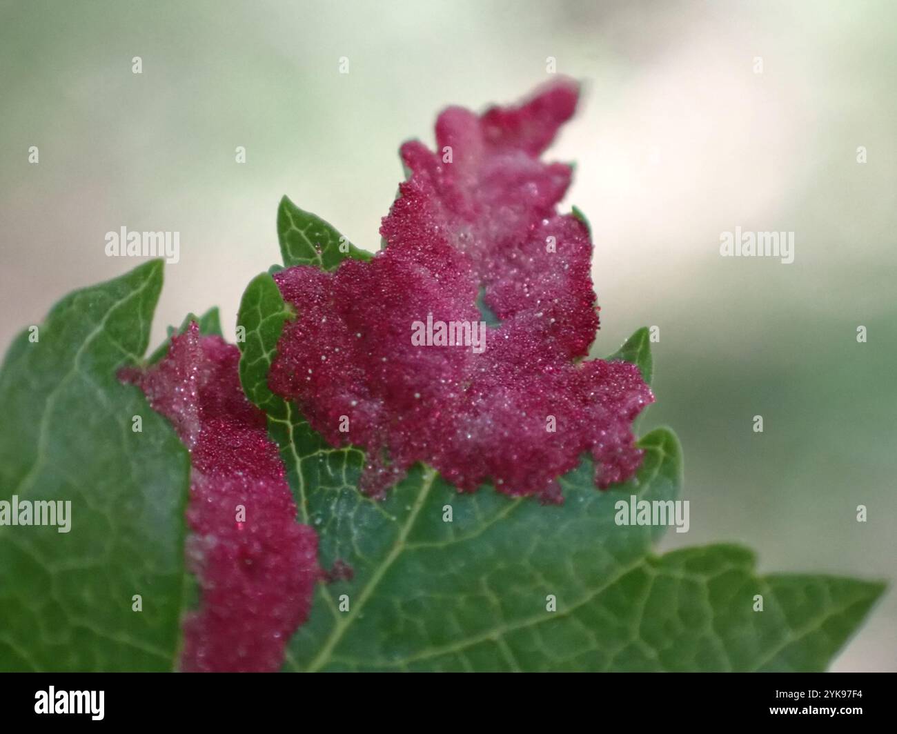 Rocky Mountain Maple Felt Mite (Aceria calaceris Stock Photo - Alamy