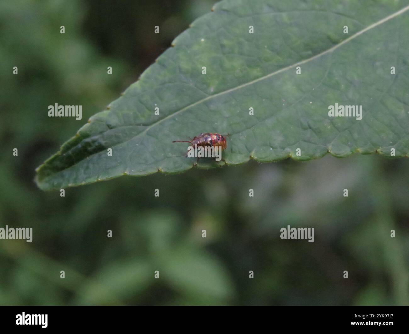 True Bugs, Hoppers, Aphids, and allies (Hemiptera Stock Photo - Alamy