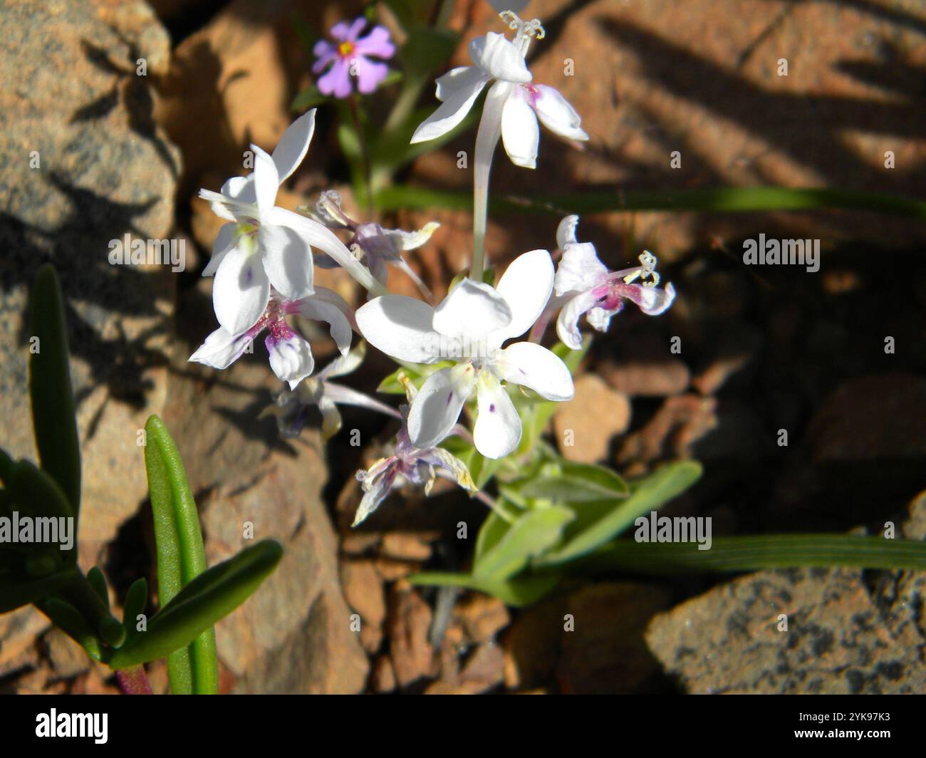Pyramid Kabong (Lapeirousia pyramidalis Stock Photo - Alamy