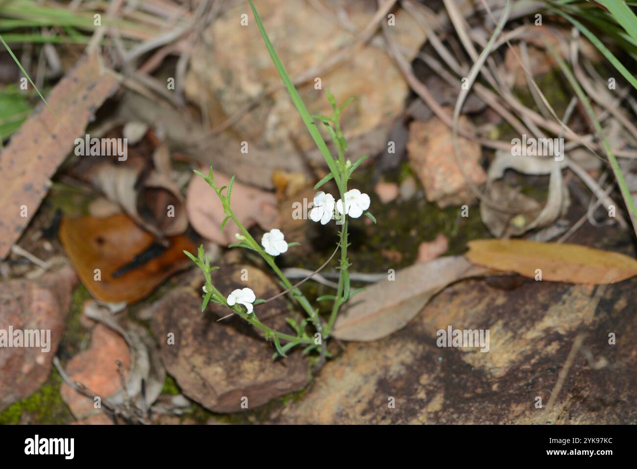 Striga hi-res stock photography and images - Alamy